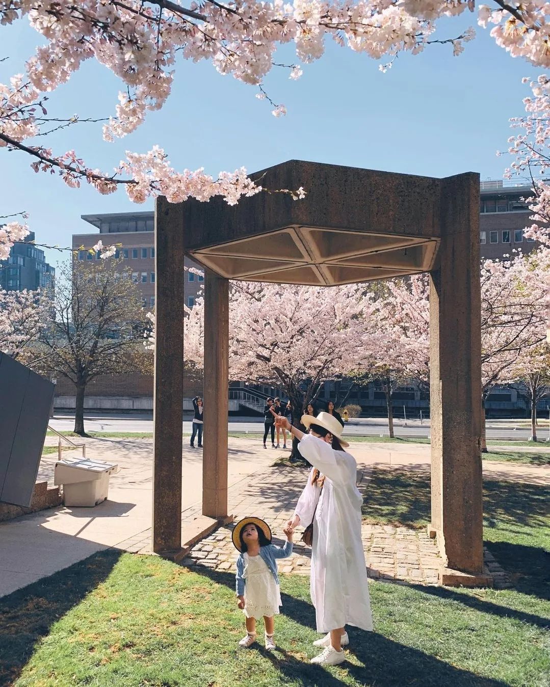 Spring Cherry Blossoms in Toronto 2025 - Pantages Hotel